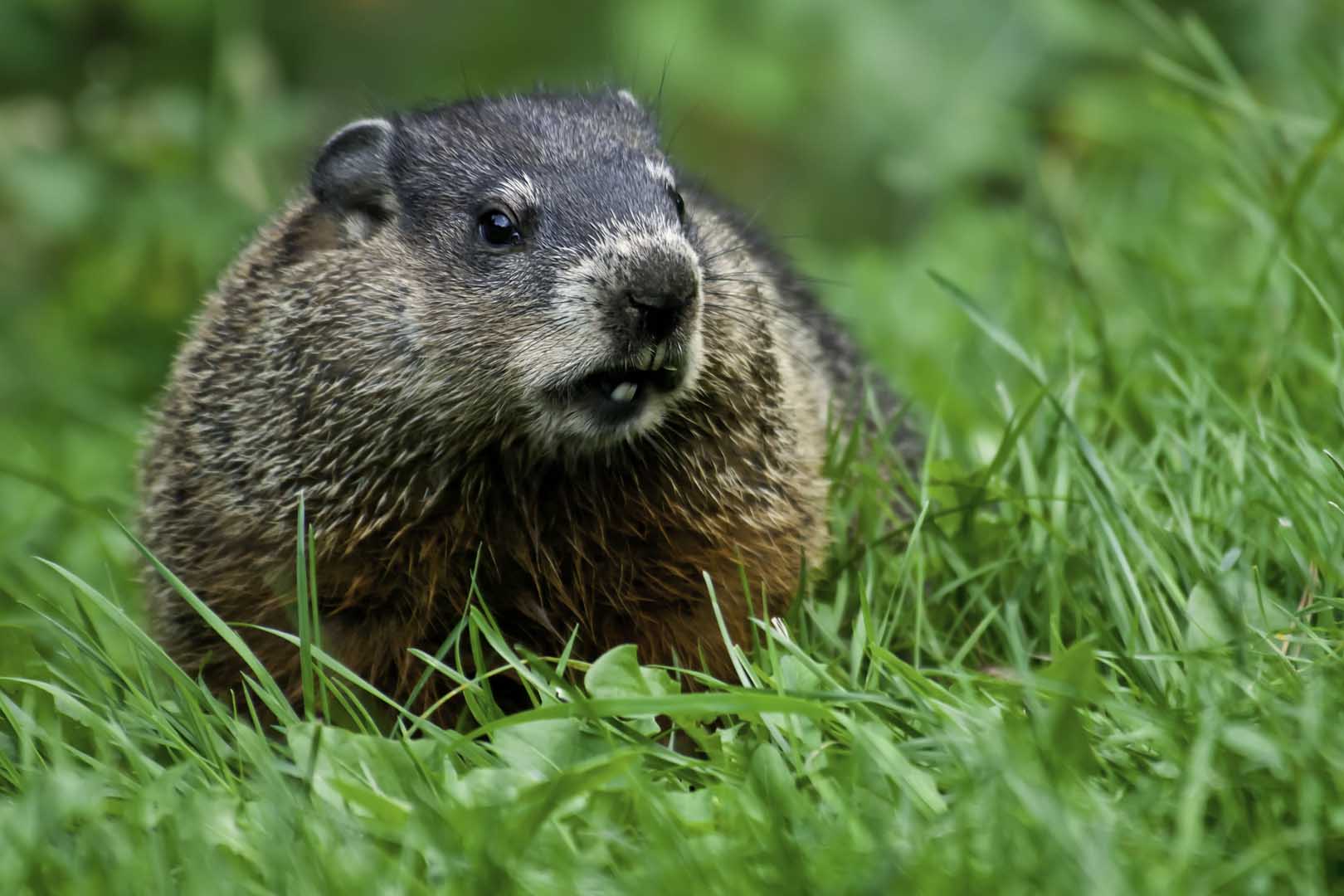Groundhog Removal & Control | Humane Trapping | Soundview Wildlife ...