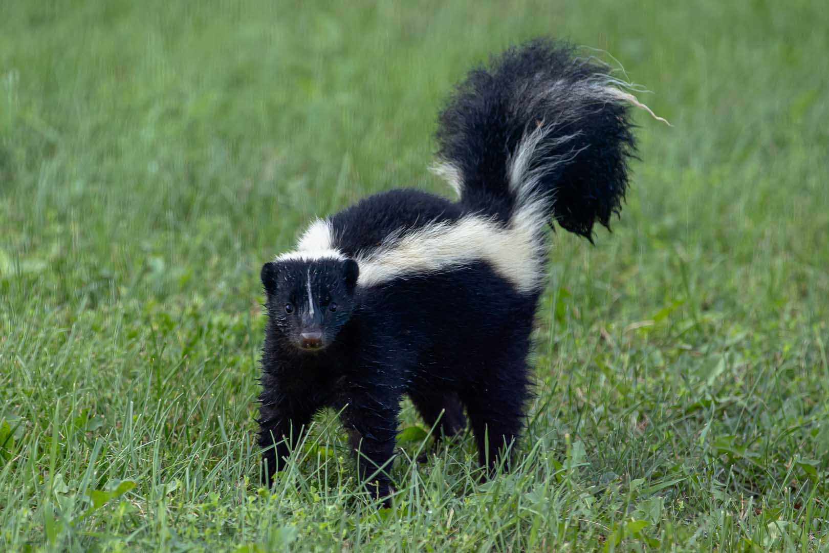 Skunk Removal & Control | Humane Skunk Trapping | Soundview Wildlife ...